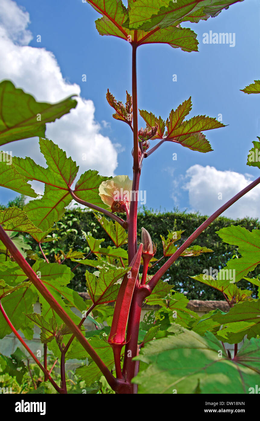 Okra cultivation hi-res stock photography and images - Alamy
