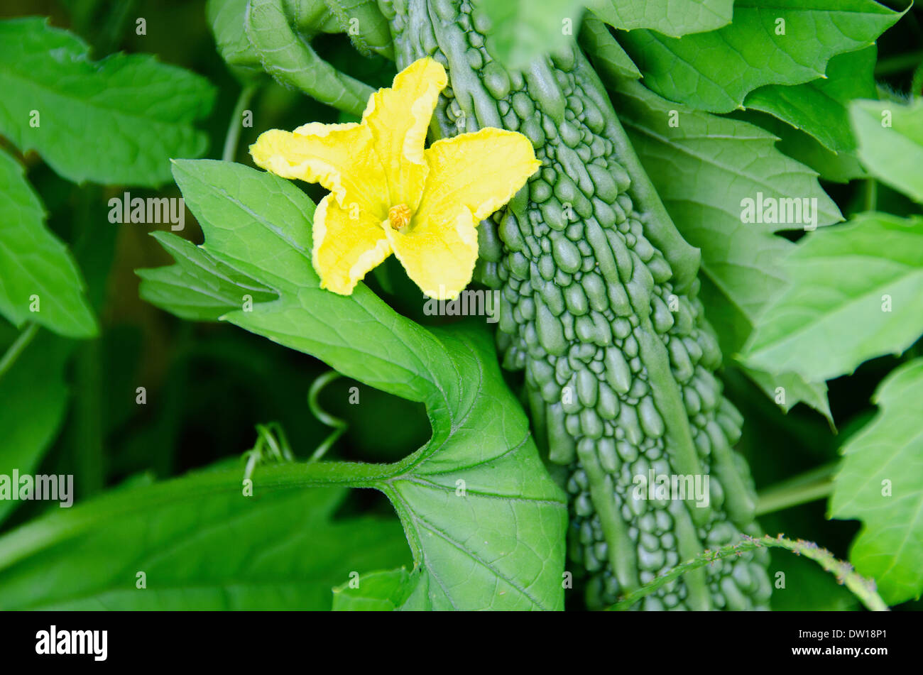 Bitter gourd field hi-res stock photography and images - Alamy