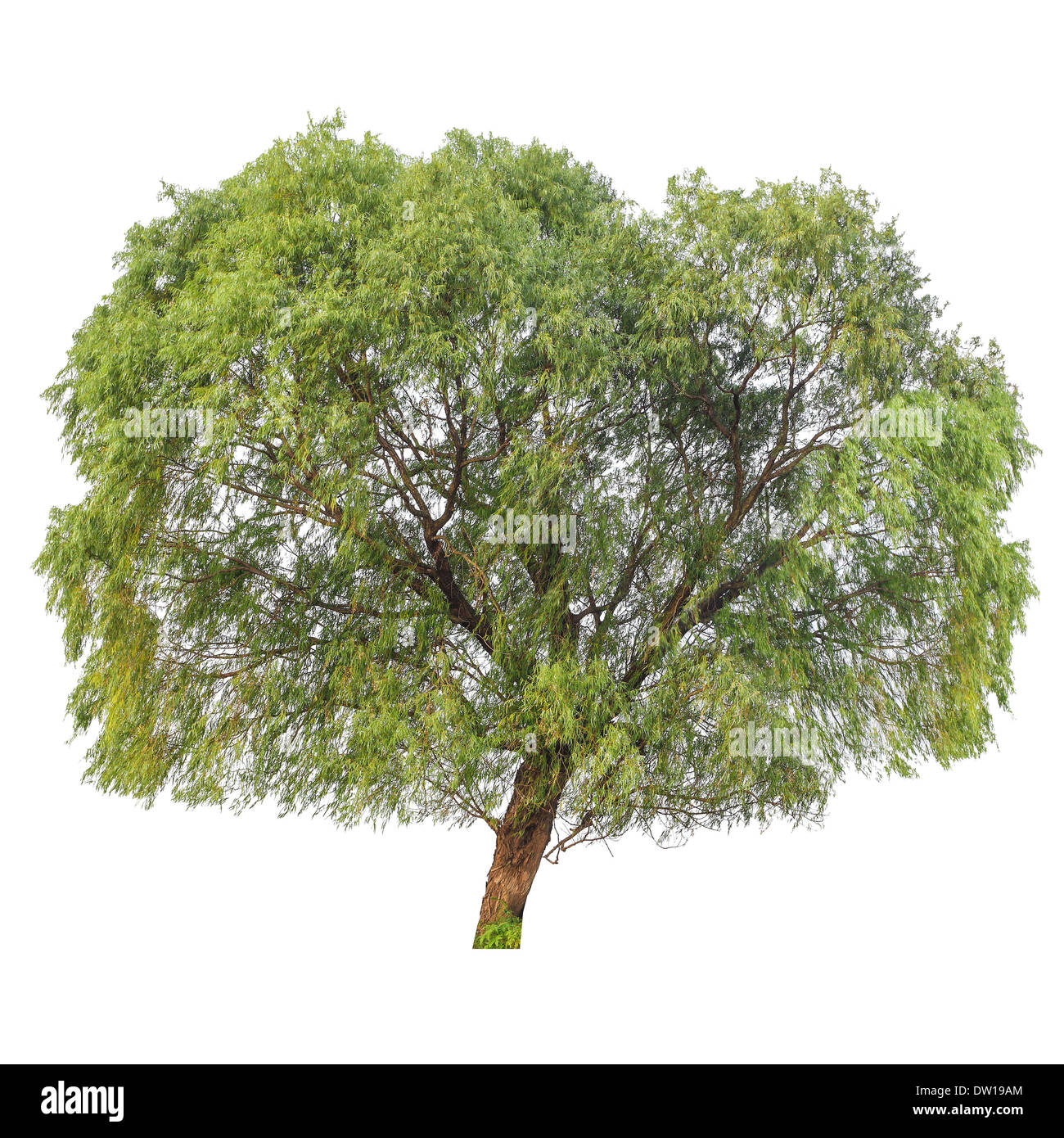 Poplar tree hi-res stock photography and images - Alamy