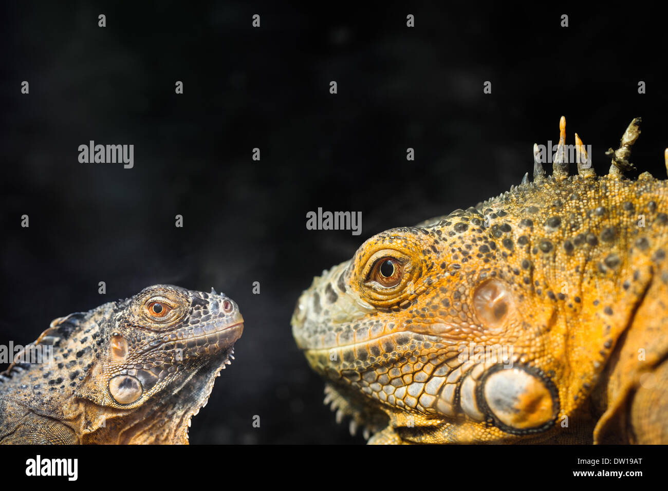 Two skin hi-res stock photography and images - Alamy