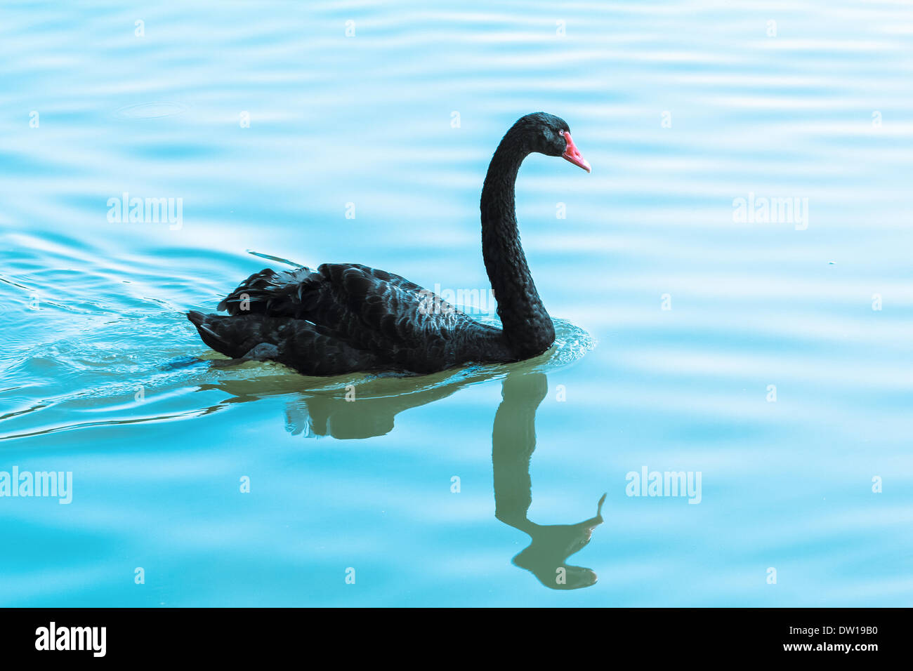 Black swan hi-res stock photography and images - Alamy