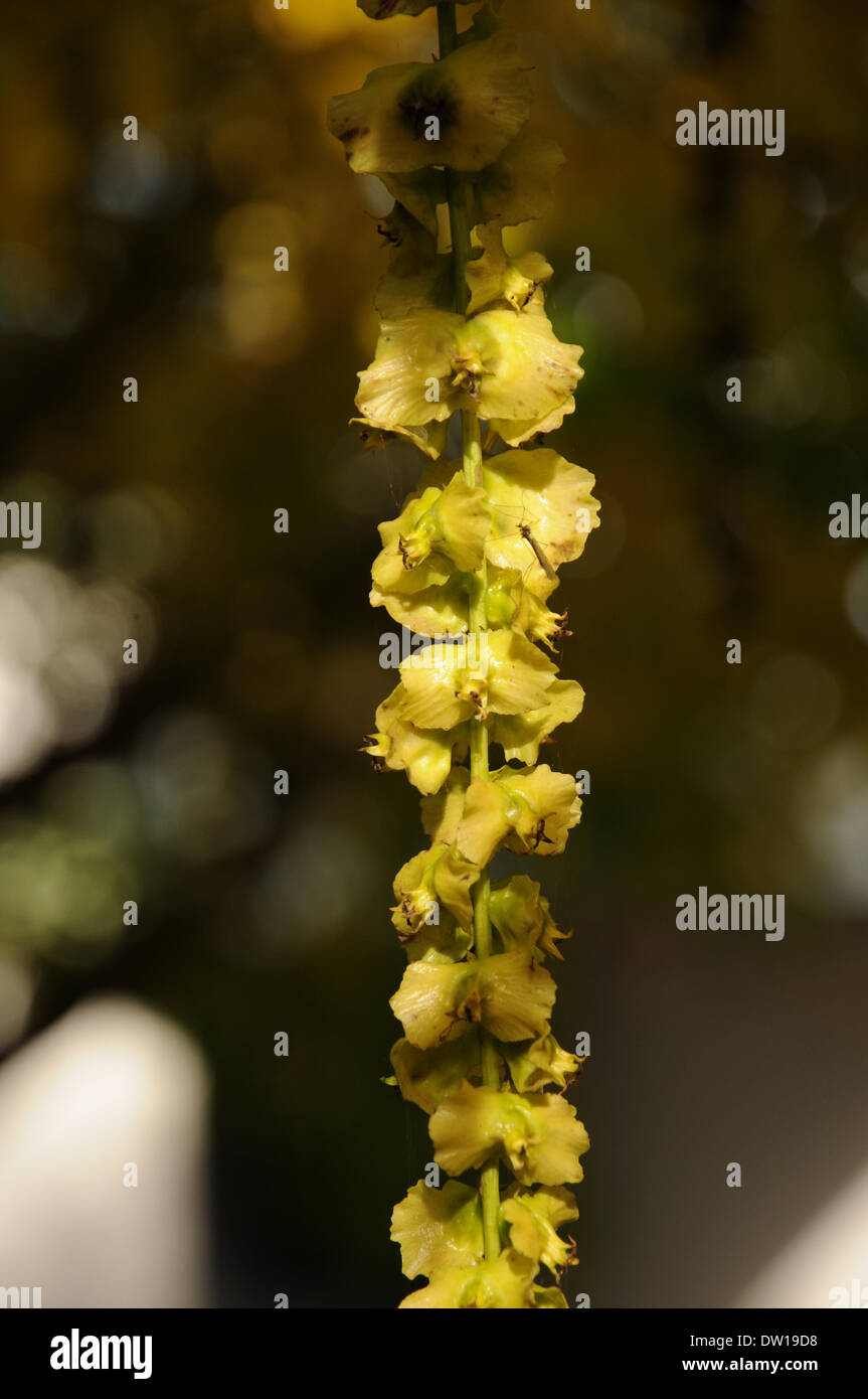 Wingnuts hi-res stock photography and images - Alamy