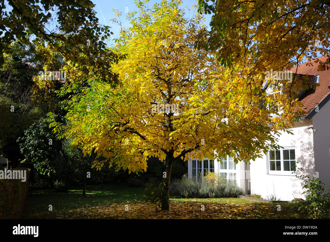 Indian walnut hi-res stock photography and images - Alamy