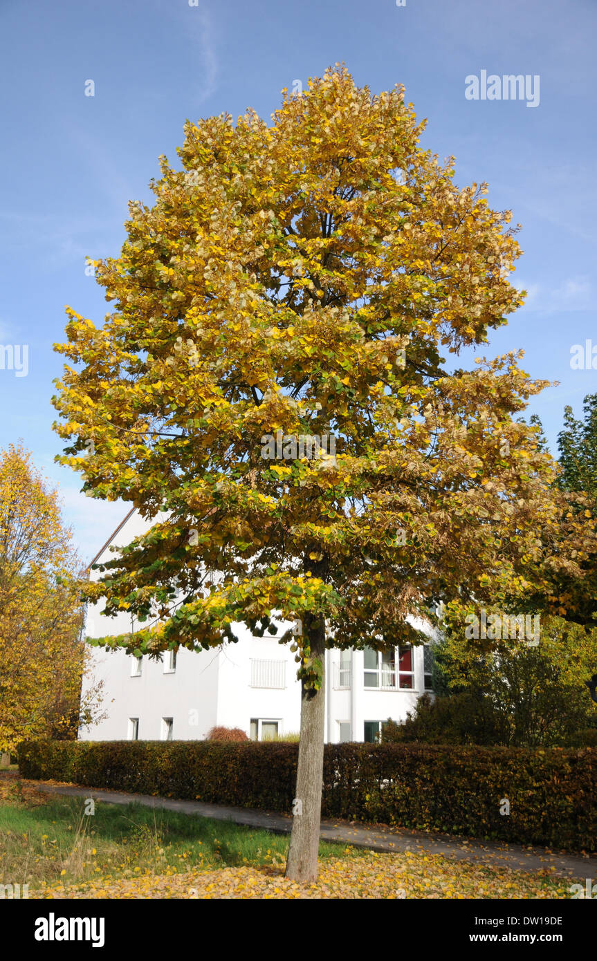 Silver lime leaves tilia tomentosa hi-res stock photography and images ...