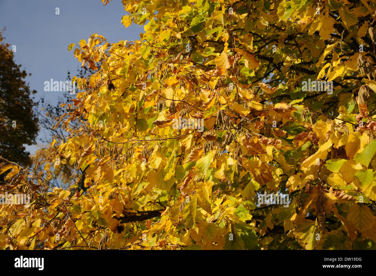 Corylus colurna baumhasel turkish hazel hi-res stock photography and ...