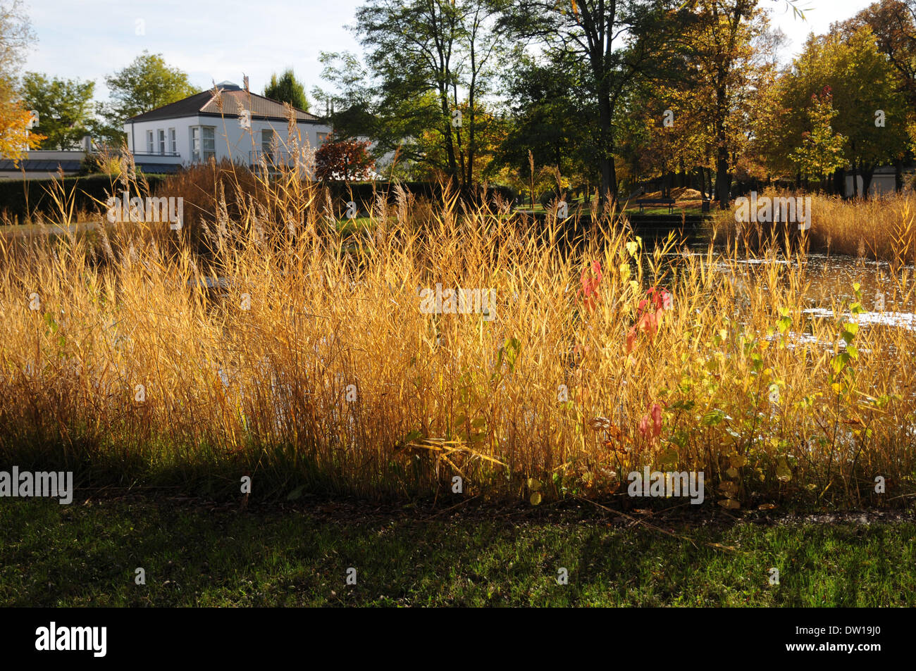 Indian flower reed hi-res stock photography and images - Alamy