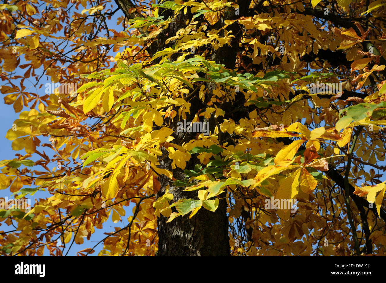 Indian horse chestnut tree hi-res stock photography and images - Alamy