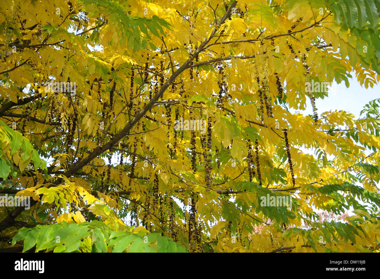 Wingnuts hi-res stock photography and images - Alamy