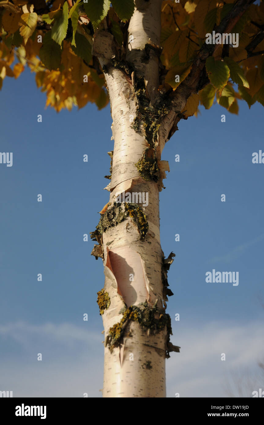 Chinese red birch hi-res stock photography and images - Alamy