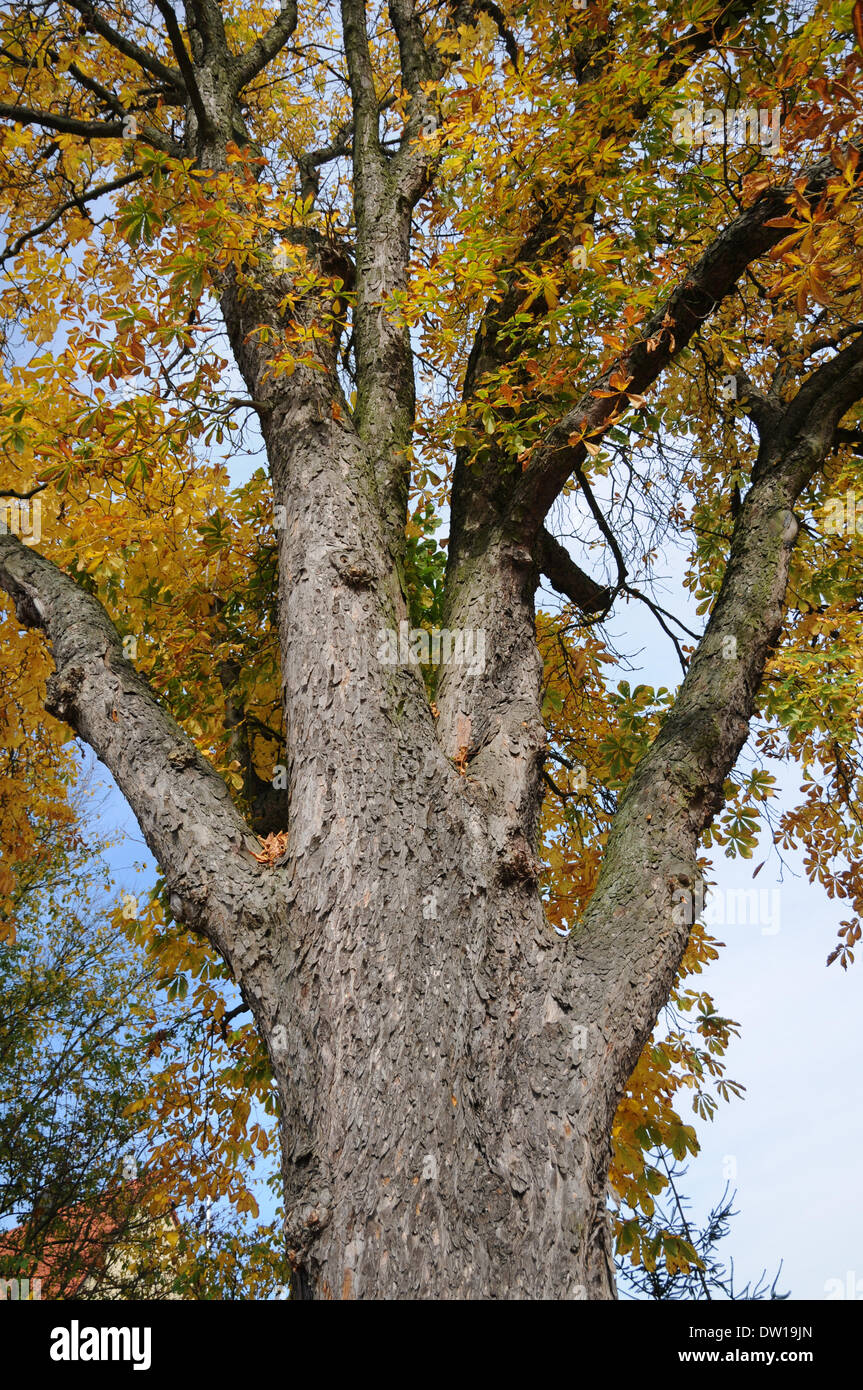 Indian chestnut trees hi-res stock photography and images - Alamy