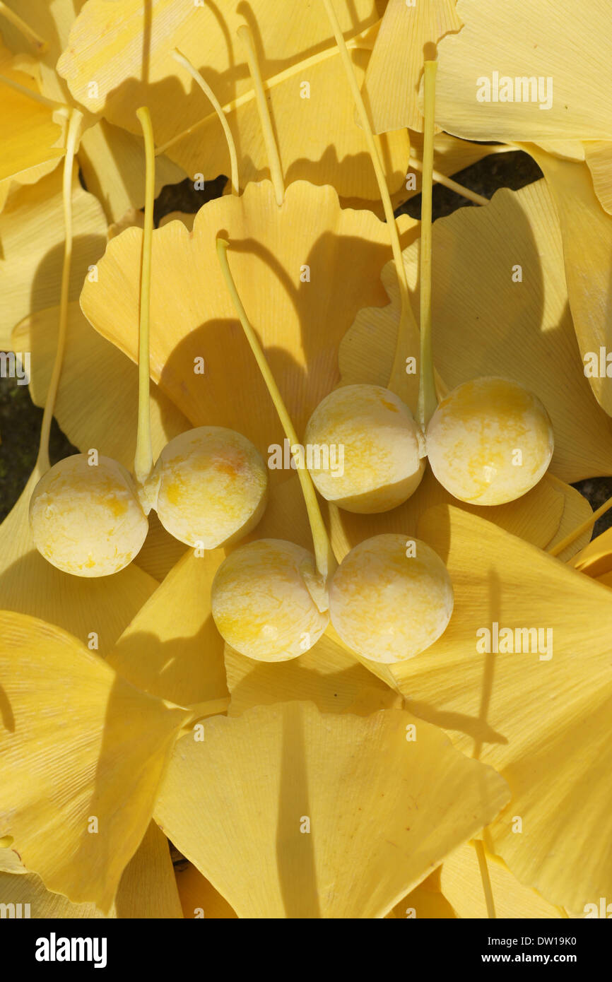 Ginkgo ginkgo biloba blossoms hi-res stock photography and images - Alamy