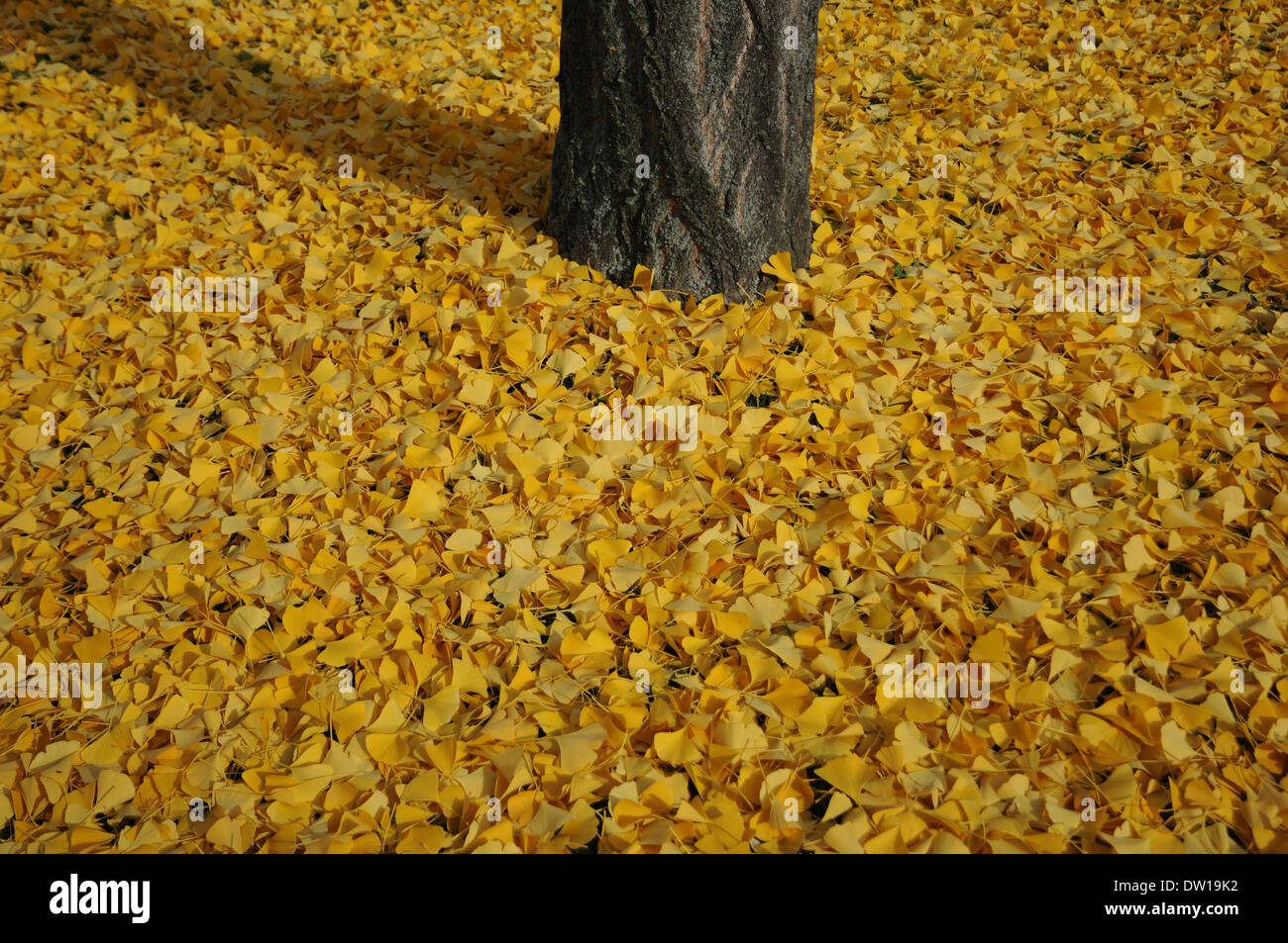 Ginkgo ginkgo biloba blossoms hi-res stock photography and images - Alamy