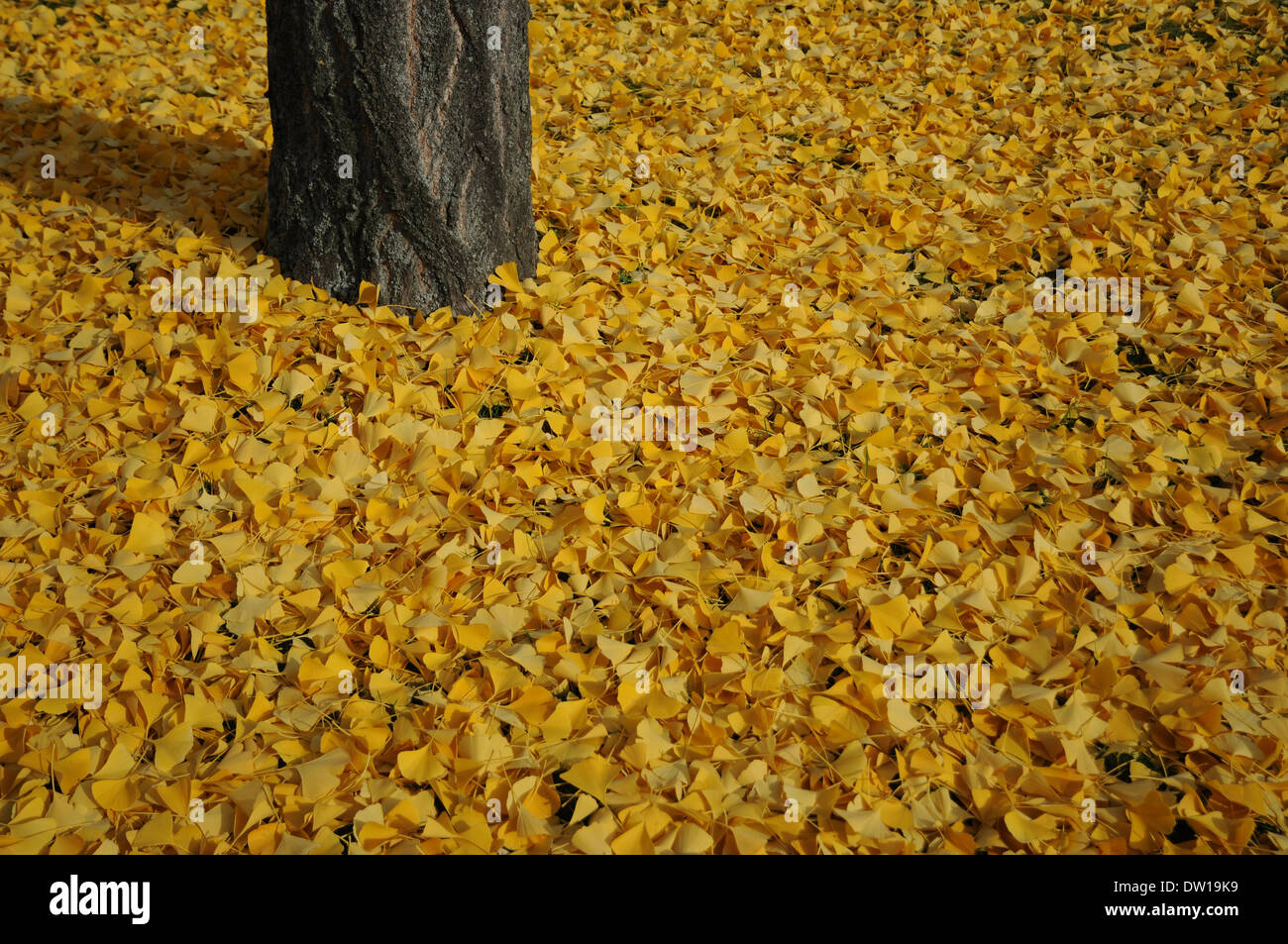 Ginkgo ginkgo biloba blossoms hi-res stock photography and images - Alamy
