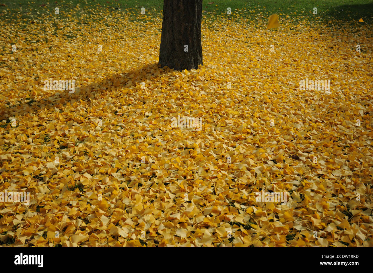 Lau tree hi-res stock photography and images - Alamy