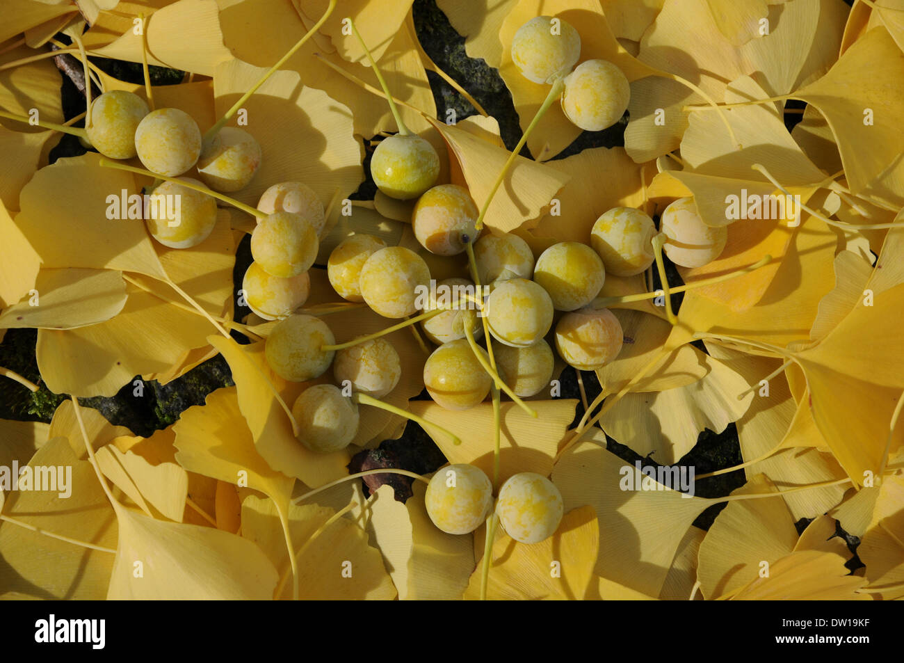 Ginkgo ginkgo biloba blossoms hi-res stock photography and images - Alamy