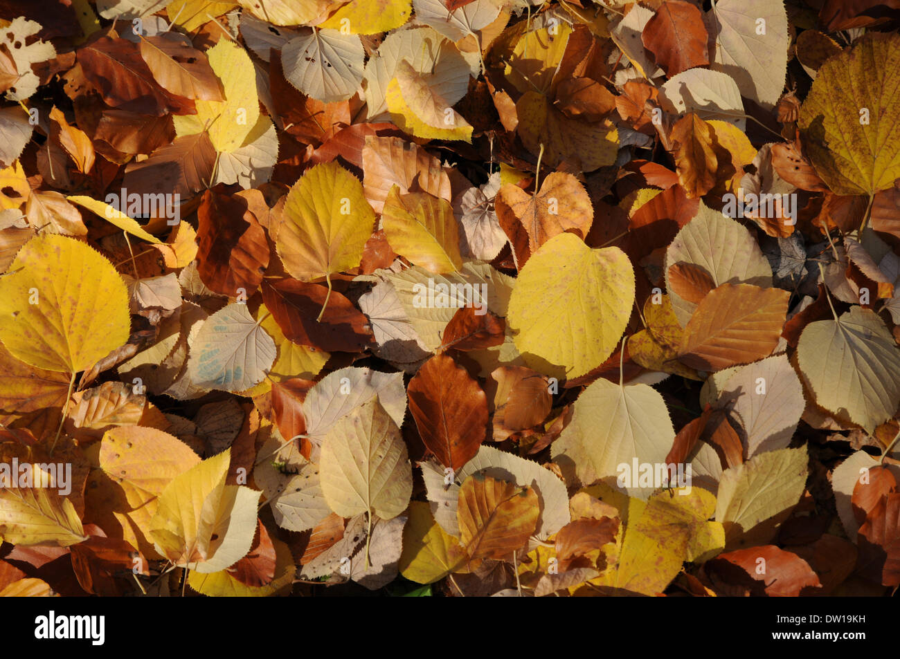 Silver lime leaves tilia tomentosa hi-res stock photography and images ...