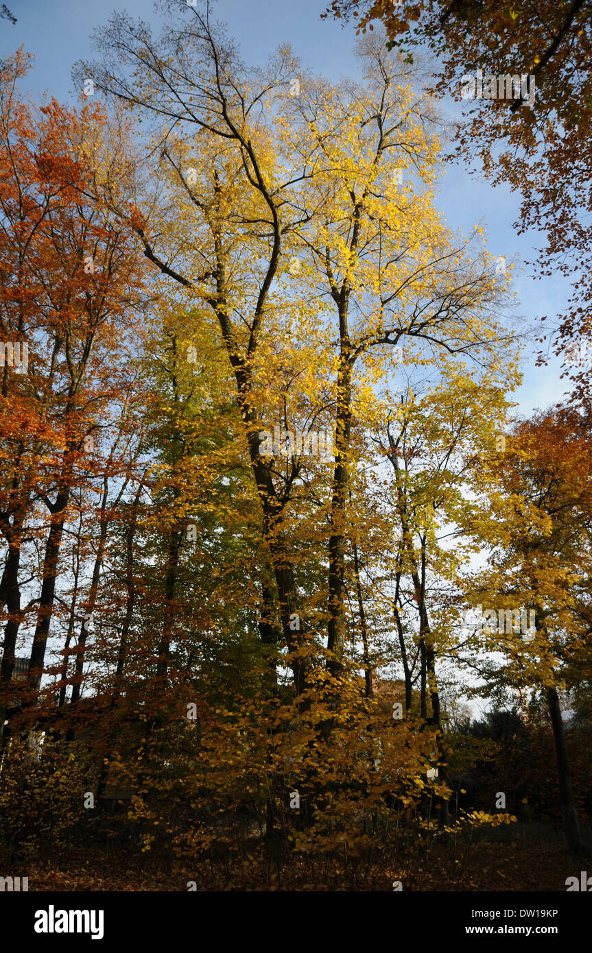 Silver linden tilia tomentosa flowers hi-res stock photography and ...