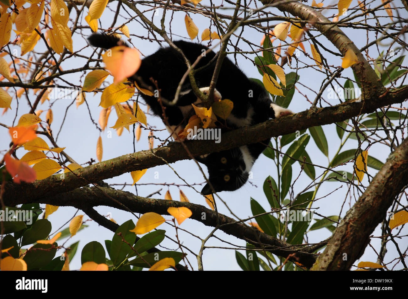 Climbing cat hi-res stock photography and images - Alamy