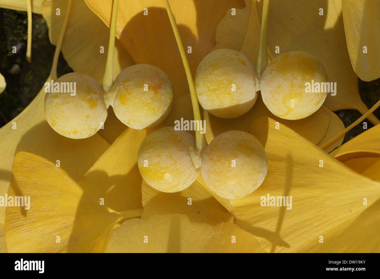 Ginkgo ginkgo biloba blossoms hi-res stock photography and images - Alamy