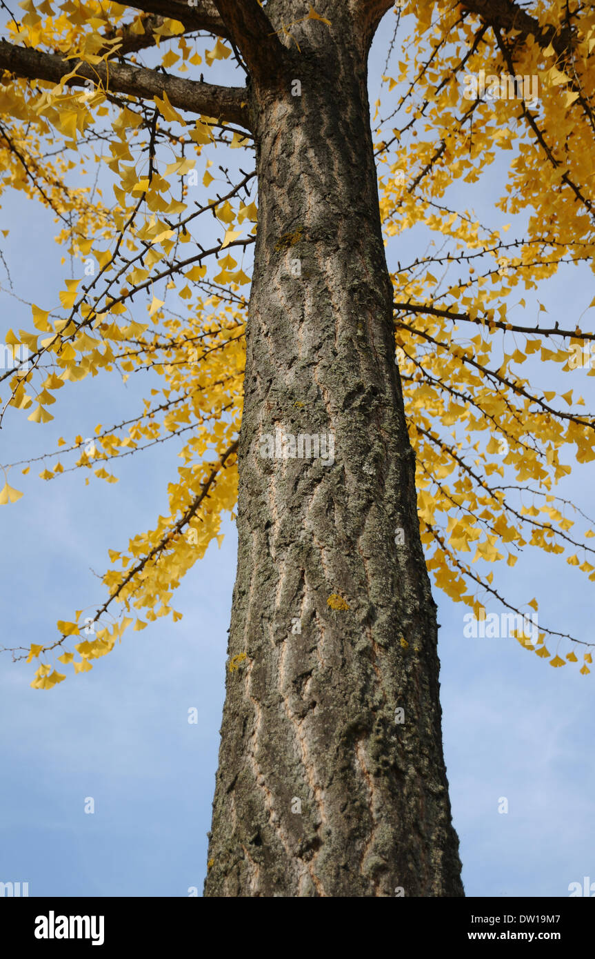 Ginkgo ginkgo biloba blossoms hi-res stock photography and images - Alamy