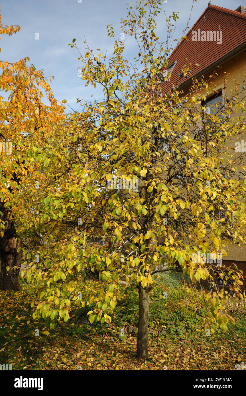 Indian plum tree hi-res stock photography and images - Alamy