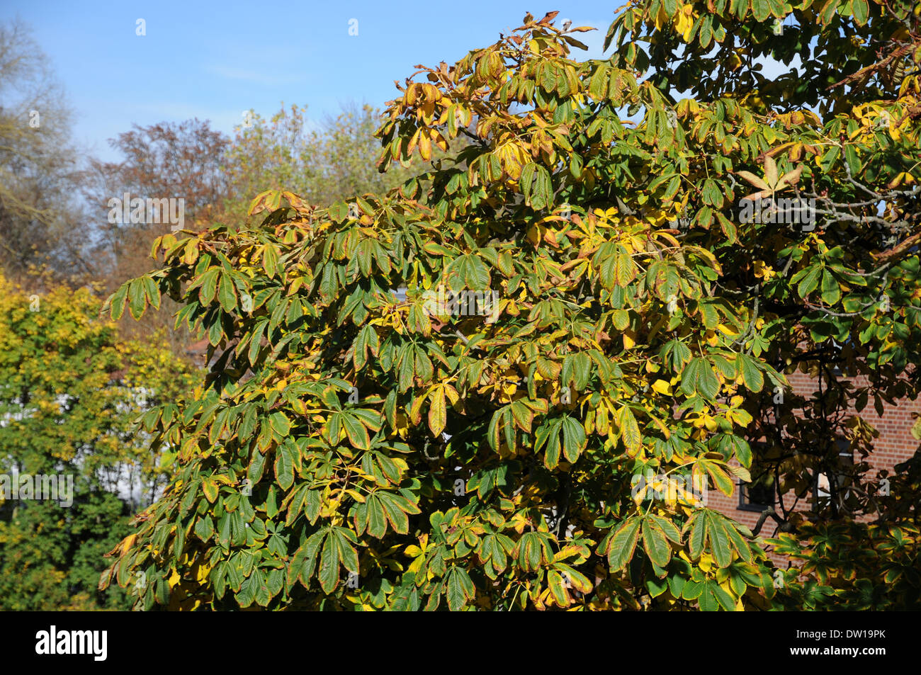 Indian horse chestnut tree flowers hi-res stock photography and images ...