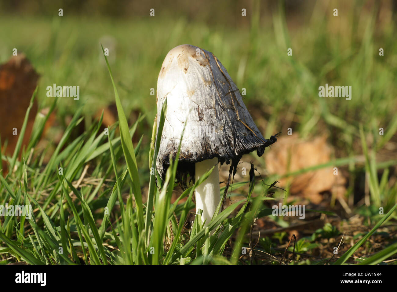 Shaggy Inc Cap Stock Photo - Alamy