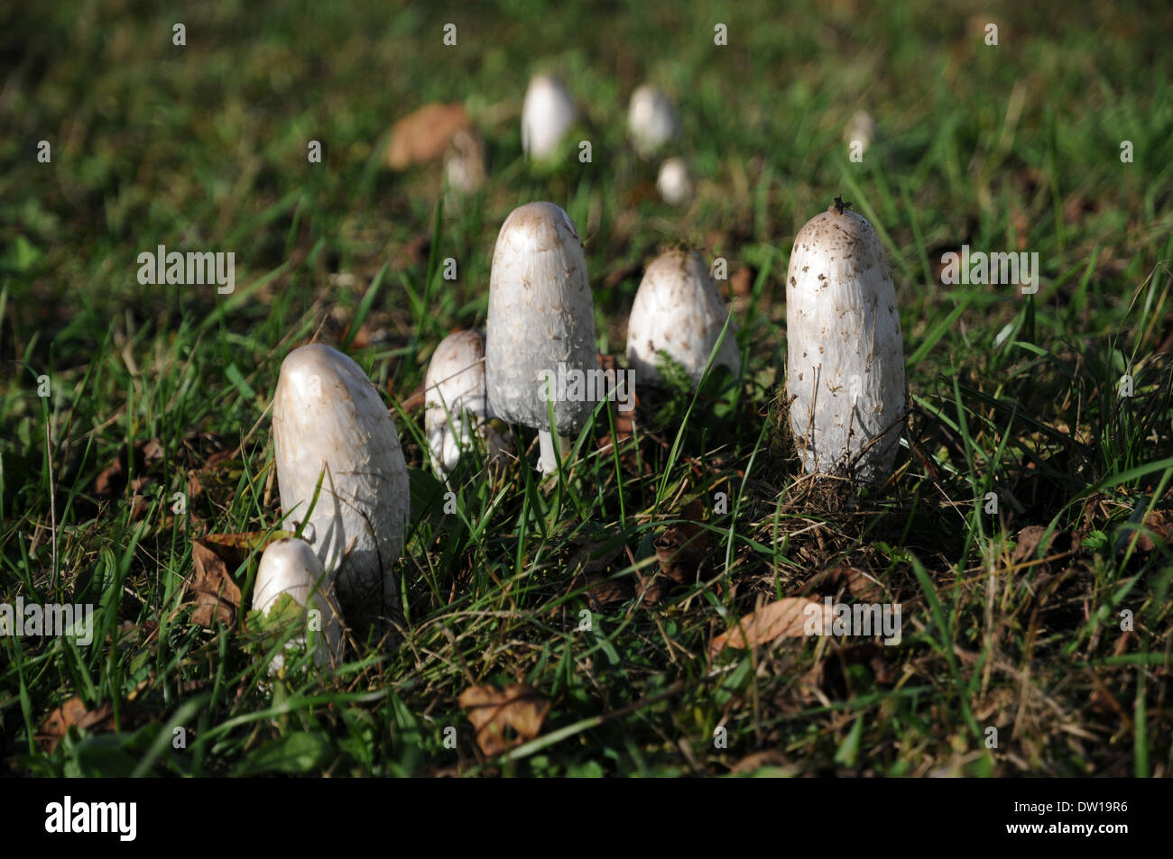 Shaggy inc cap hi-res stock photography and images - Alamy