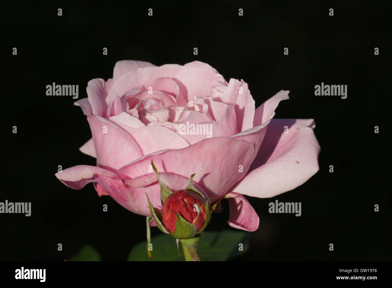 Rose mary tea hi-res stock photography and images - Alamy