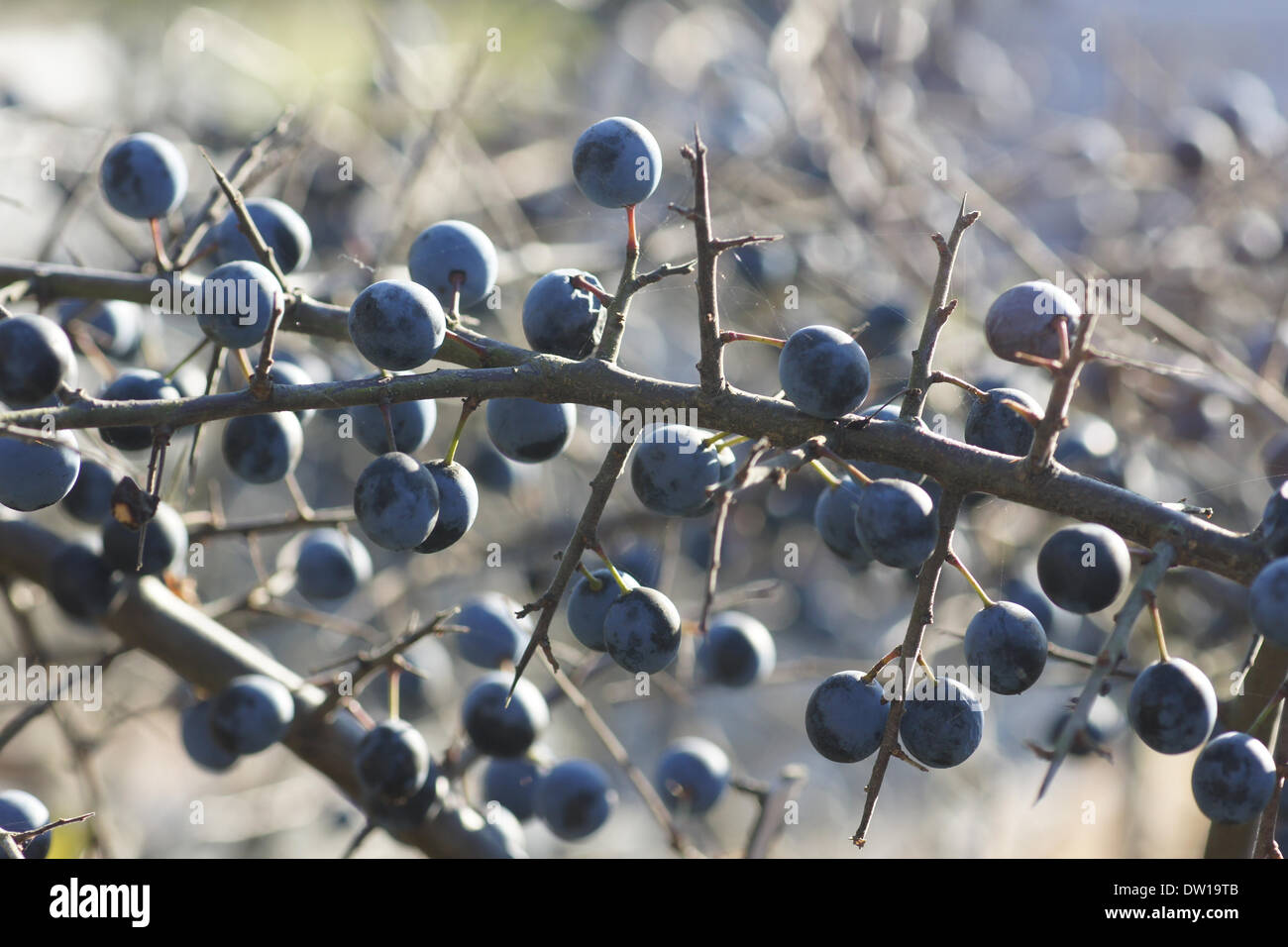 Sloes blossoms hi-res stock photography and images - Alamy
