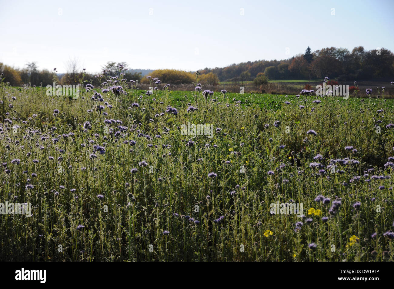 Scorpionweed hi-res stock photography and images - Alamy
