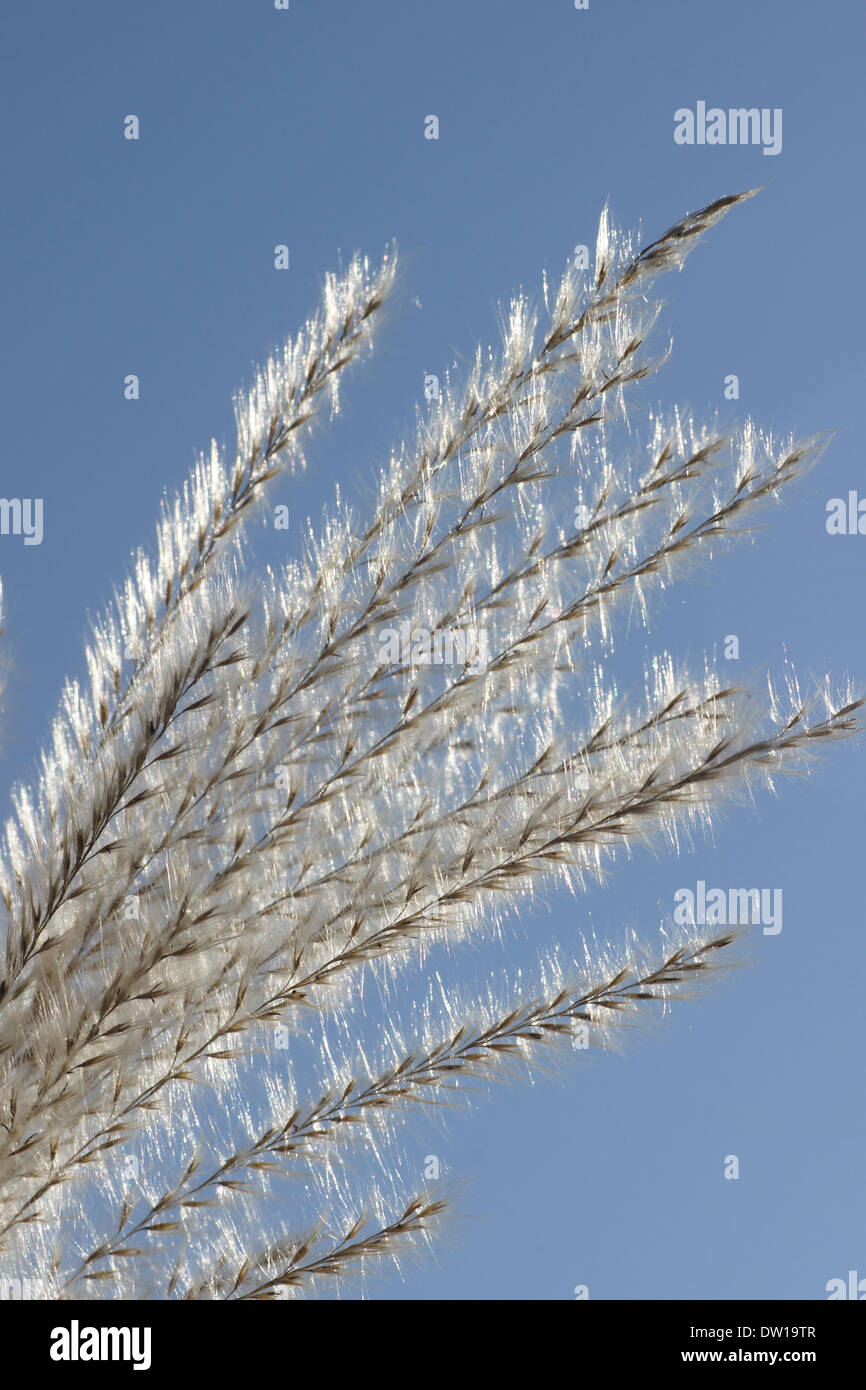 Chinese silver gras hi-res stock photography and images - Alamy