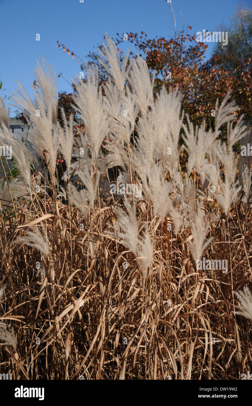 Chinese Silver Grass Stock Photo - Alamy