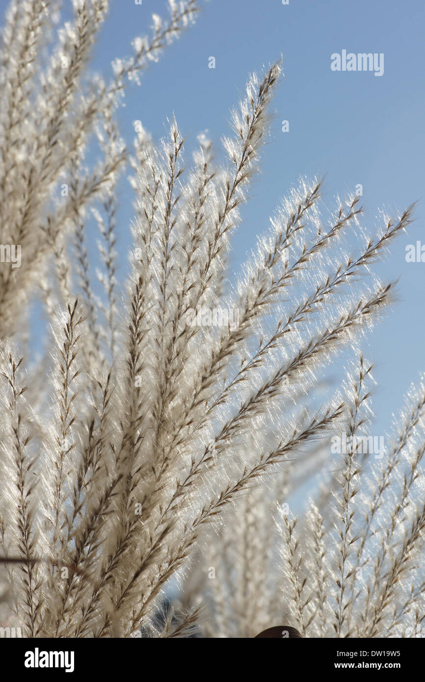Chinese Silver Grass Stock Photo - Alamy