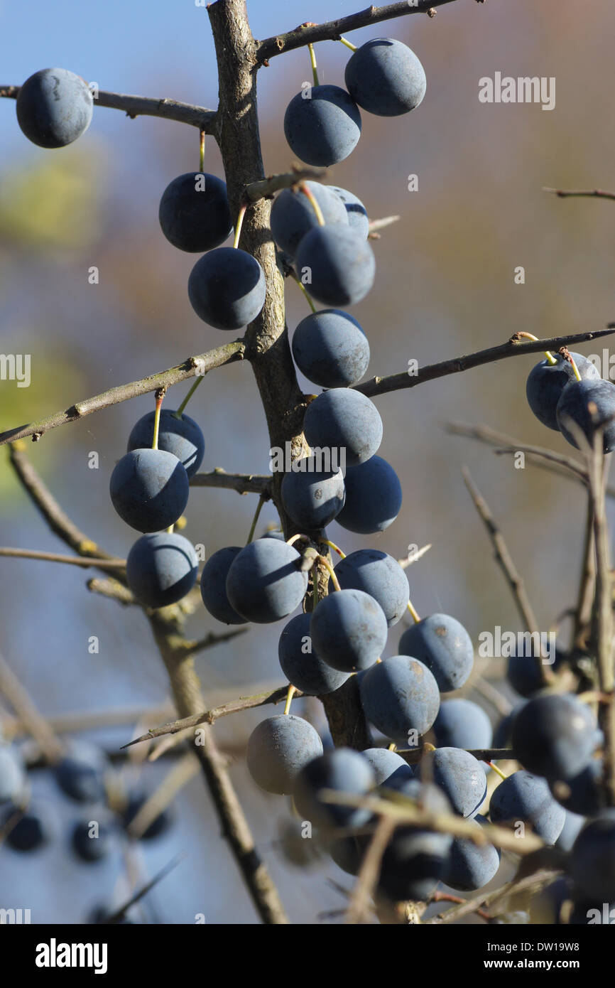 Sloes blossoms hi-res stock photography and images - Alamy