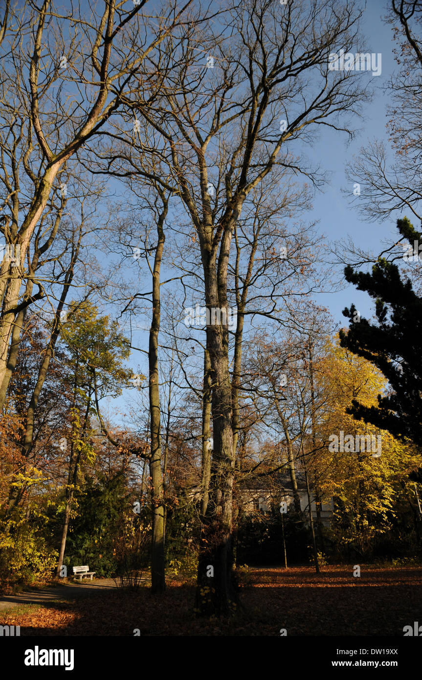 Ulmus scabra hi-res stock photography and images - Alamy