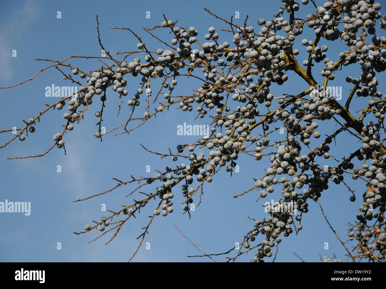 Sloe shrubs hi-res stock photography and images - Alamy