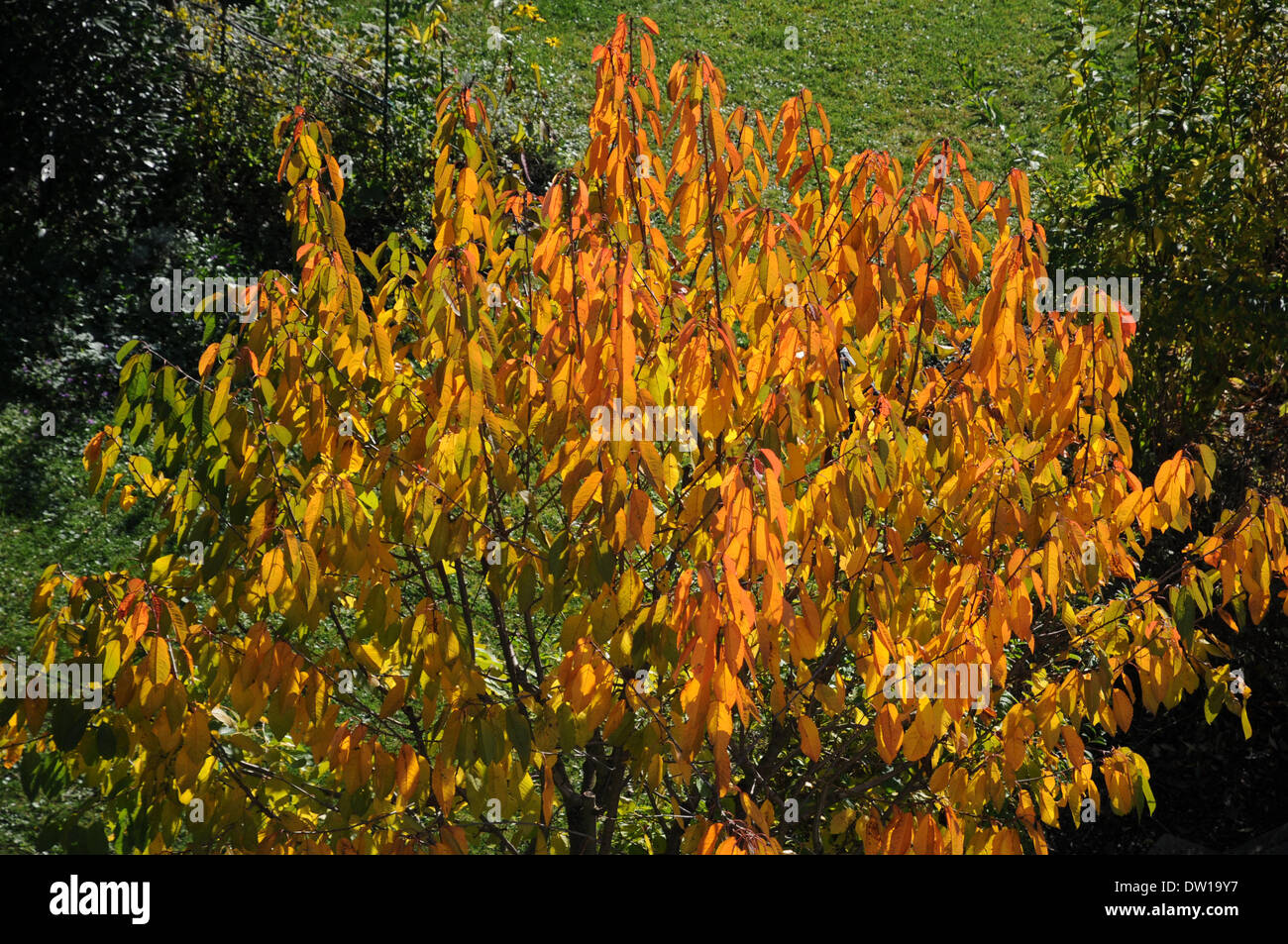 Sweet cherry tree Stock Photo - Alamy