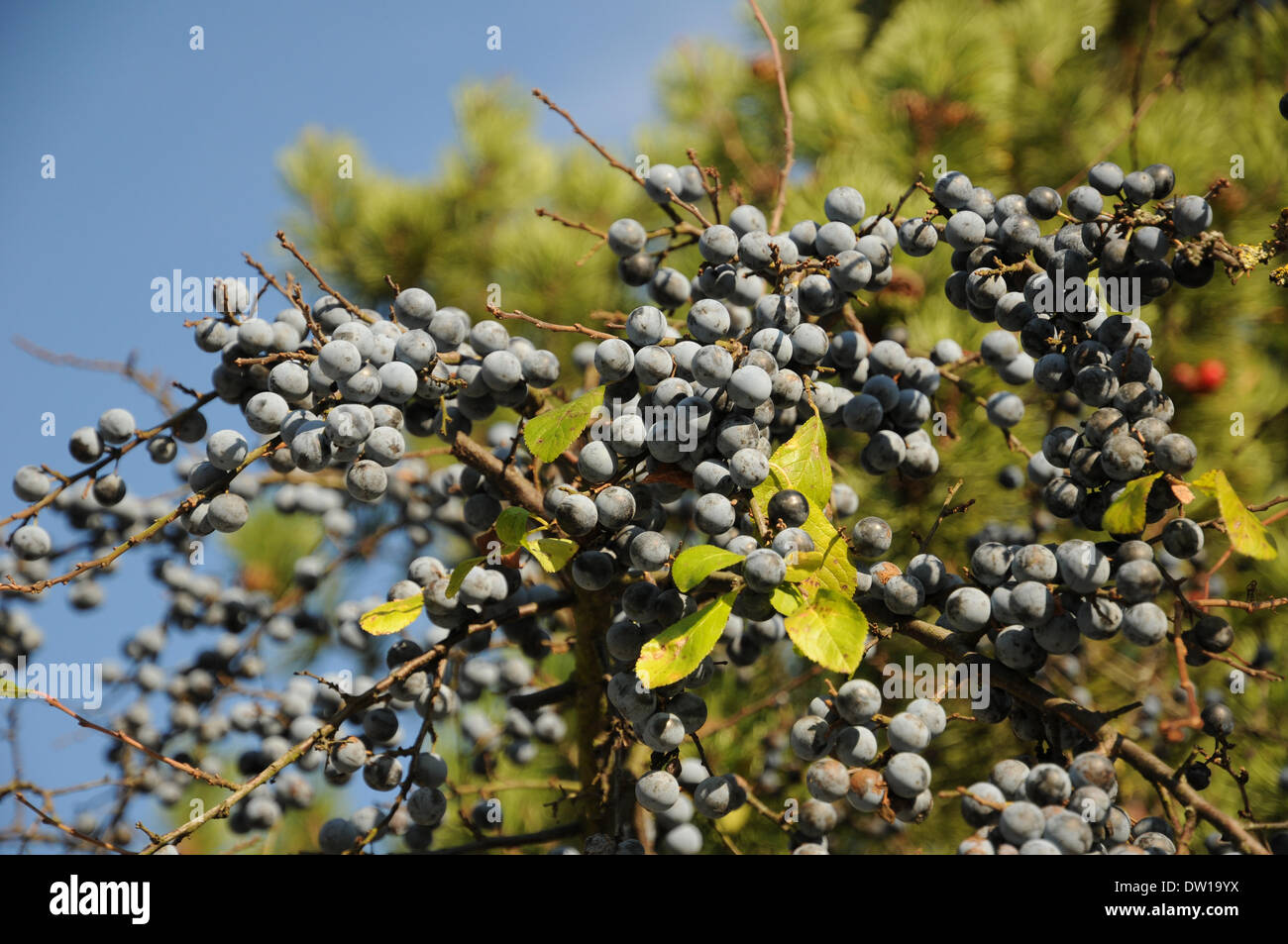 Sloes blossoms hi-res stock photography and images - Alamy