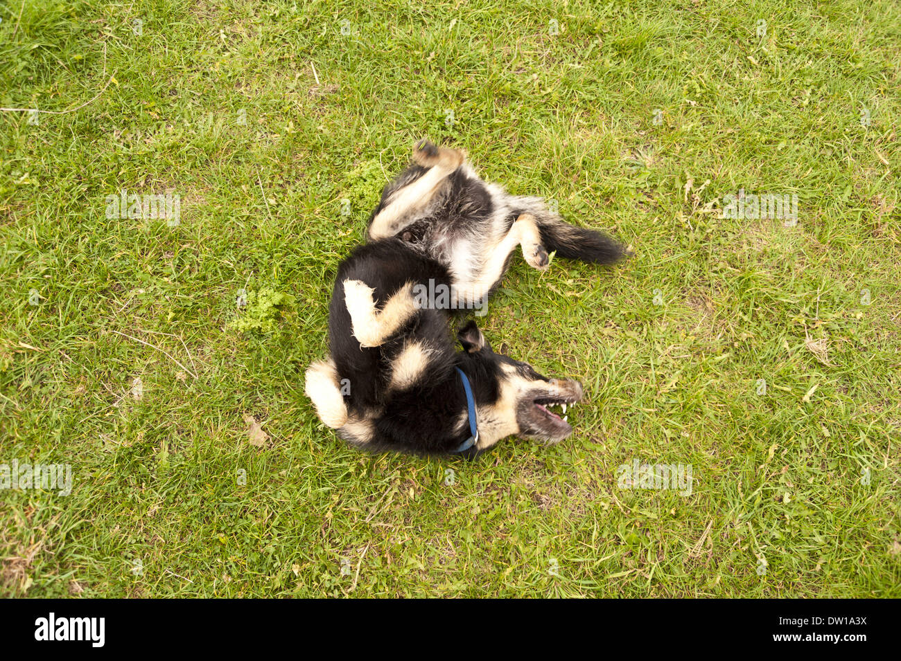 Boisterous pet animal hi-res stock photography and images - Alamy