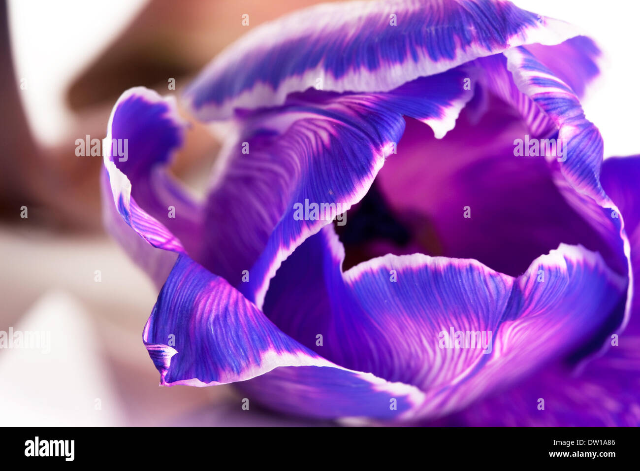 Violet tulip isolated on white background Stock Photo - Alamy