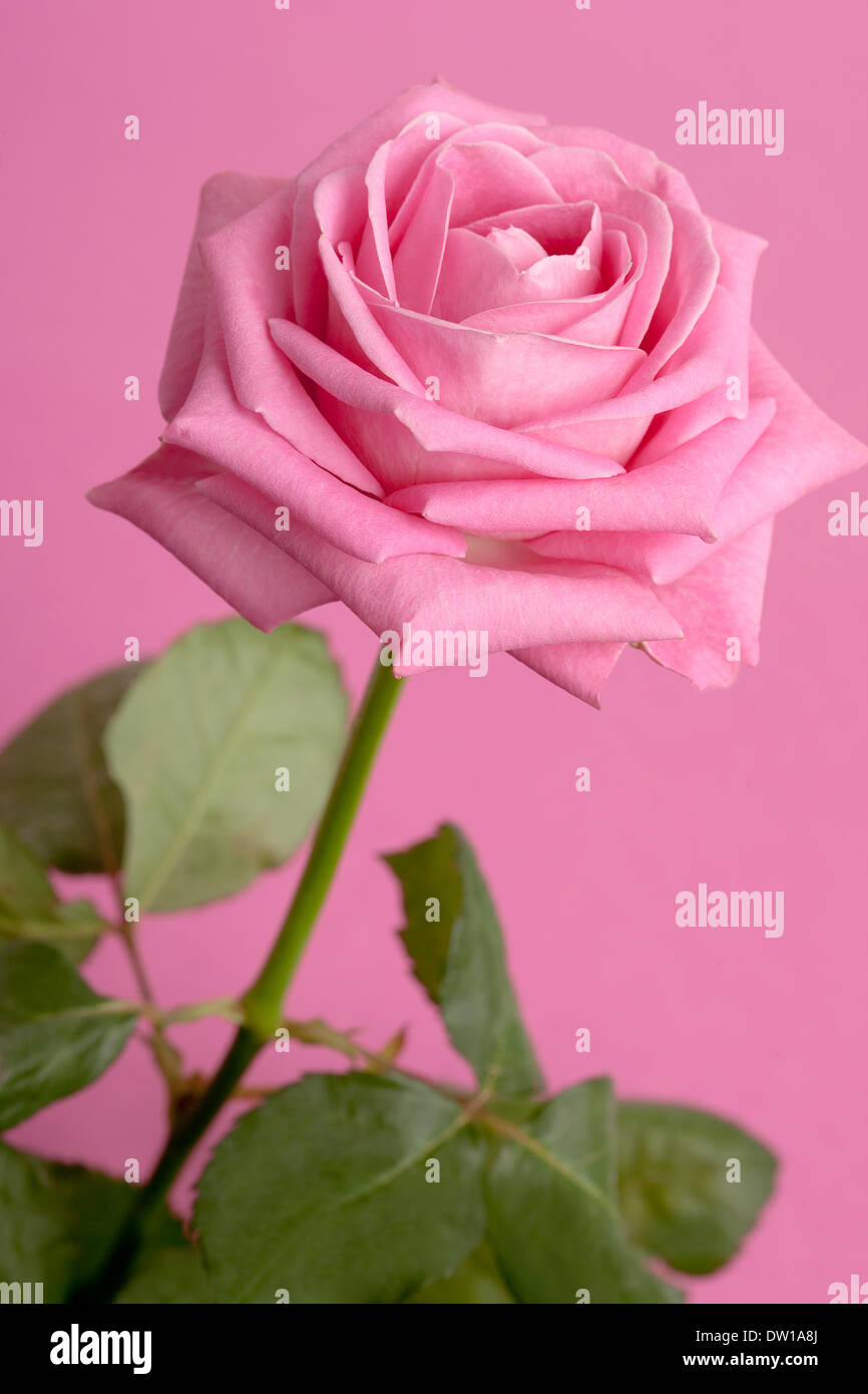 pink rose on magenta background Stock Photo - Alamy