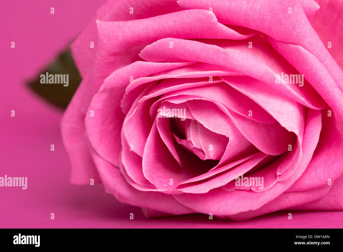 Magenta background hi-res stock photography and images - Alamy