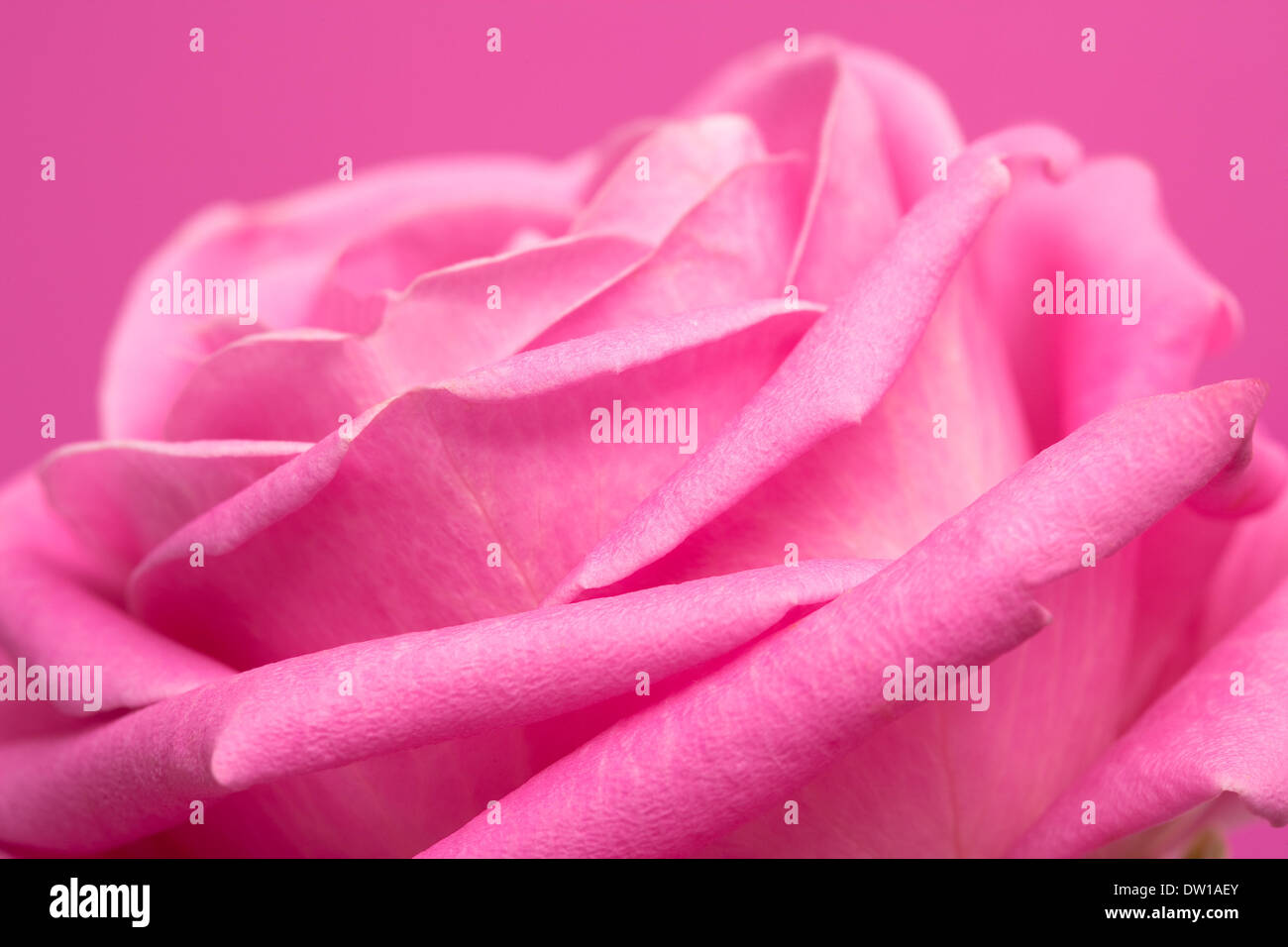 pink rose on magenta background Stock Photo - Alamy