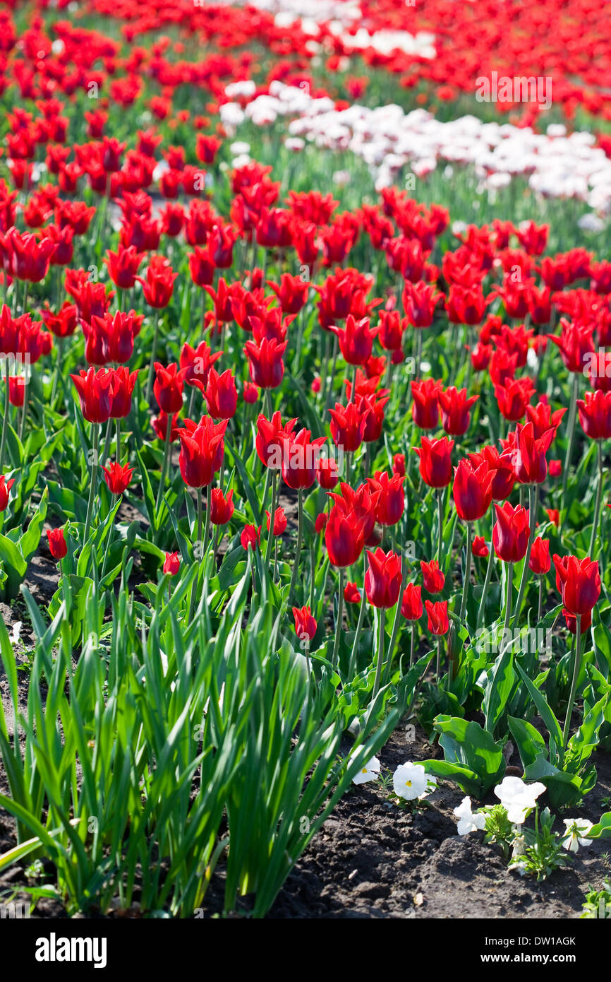 Abstract tulips in garden hi-res stock photography and images - Alamy