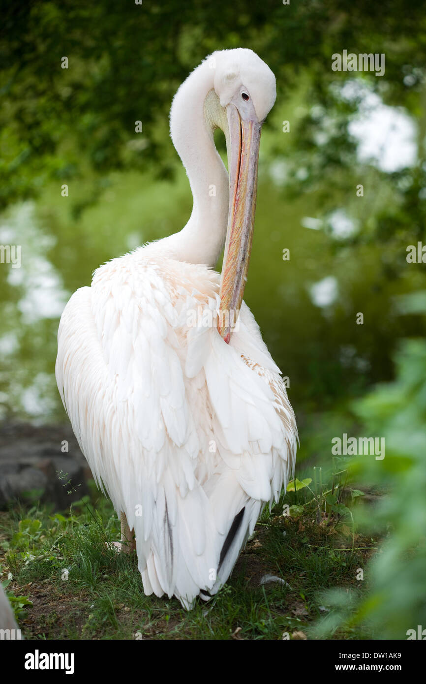 Pelican fishing in the ocean hi-res stock photography and images - Alamy