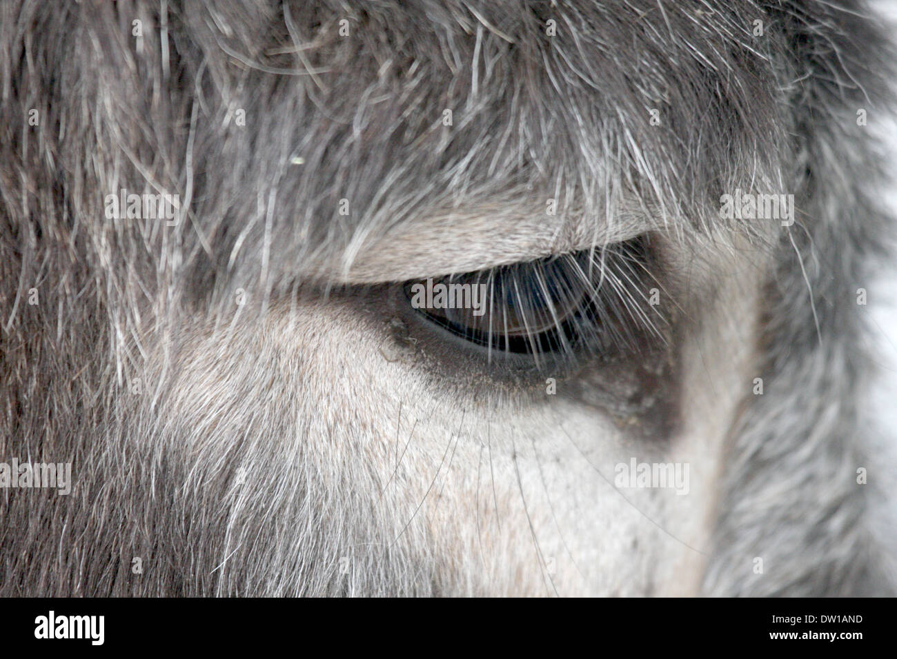 Donkey eye eyelash hi-res stock photography and images - Alamy