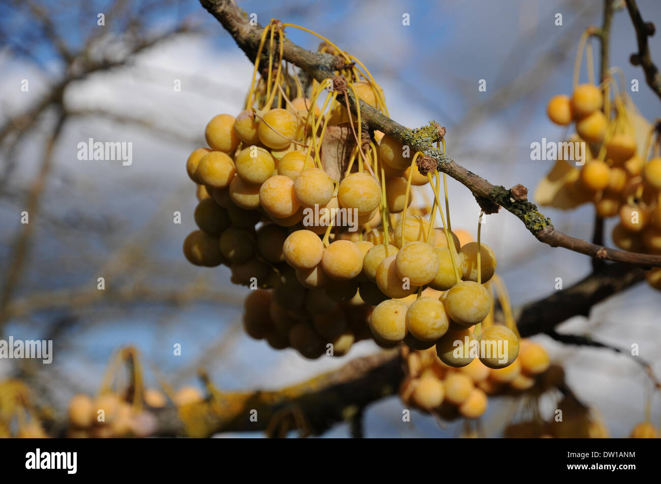 Ginkgo fruit hi-res stock photography and images - Alamy