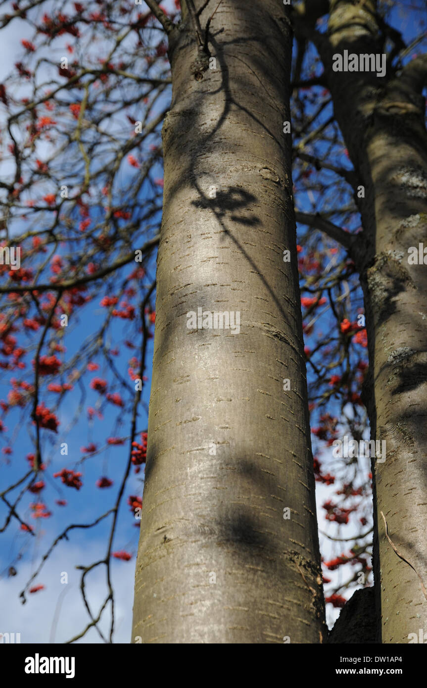 Rowan Tree Bark High Resolution Stock Photography and Images - Alamy