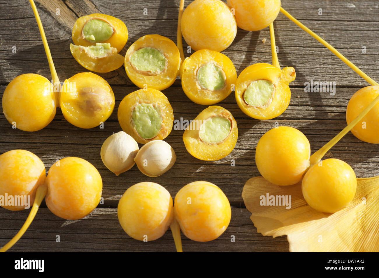 Ginkgo-fruits Stock Photo: 67027942 - Alamy